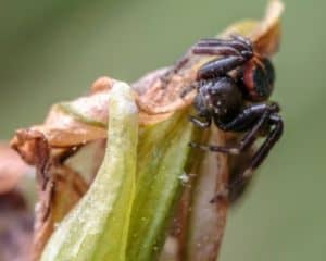 Do Spiders Eat Ladybugs? - UntamedAnimals