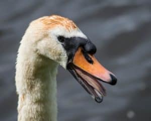Do Swans Have Teeth? - UntamedAnimals