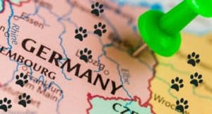 What Is The National Animal Of Germany? - UntamedAnimals