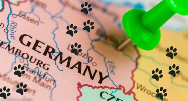 What Is The National Animal Of Germany? - UntamedAnimals