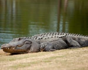 Are There Alligators in Tennessee? - UntamedAnimals