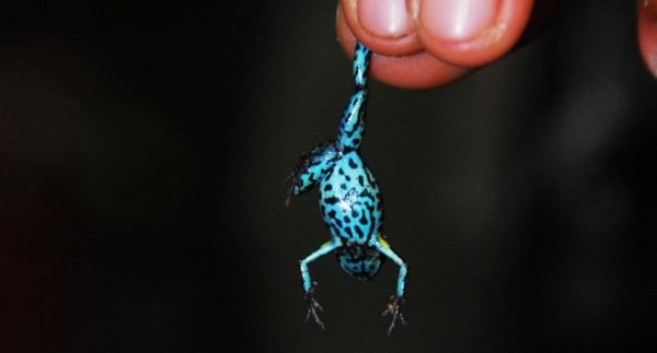 10 Animals That Can Get You High - UntamedAnimals