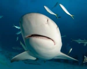 15 of the World’s Most Ill-Tempered Animals! - UntamedAnimals