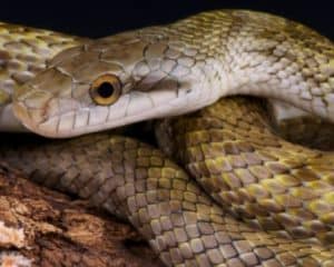 20+ Astonishing Japanese Rat Snake Facts - UntamedAnimals