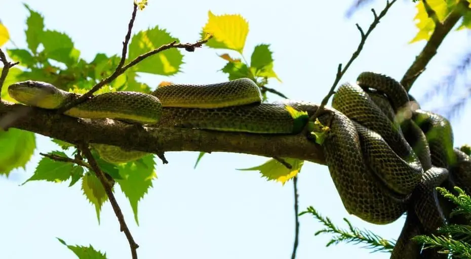 20+ Astonishing Japanese Rat Snake Facts - UntamedAnimals.com