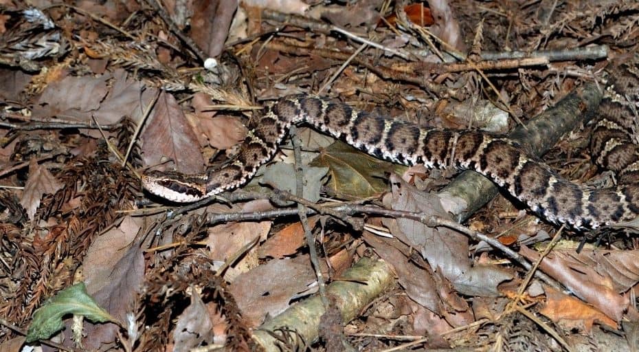 20+ Thrilling Mamushi Snake Facts and Figures - UntamedAnimals.com
