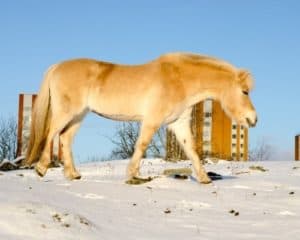 What Is the National Animal of Norway? - UntamedAnimals