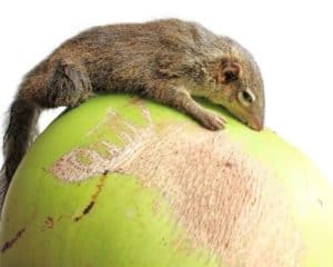 19 Animals That Get High - UntamedAnimals