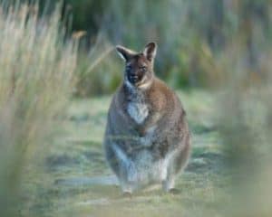 19 Animals That Get High - UntamedAnimals