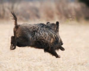 15 of the World’s Most Ill-Tempered Animals! - UntamedAnimals