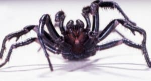 15 of the World’s Most Ill-Tempered Animals! - UntamedAnimals