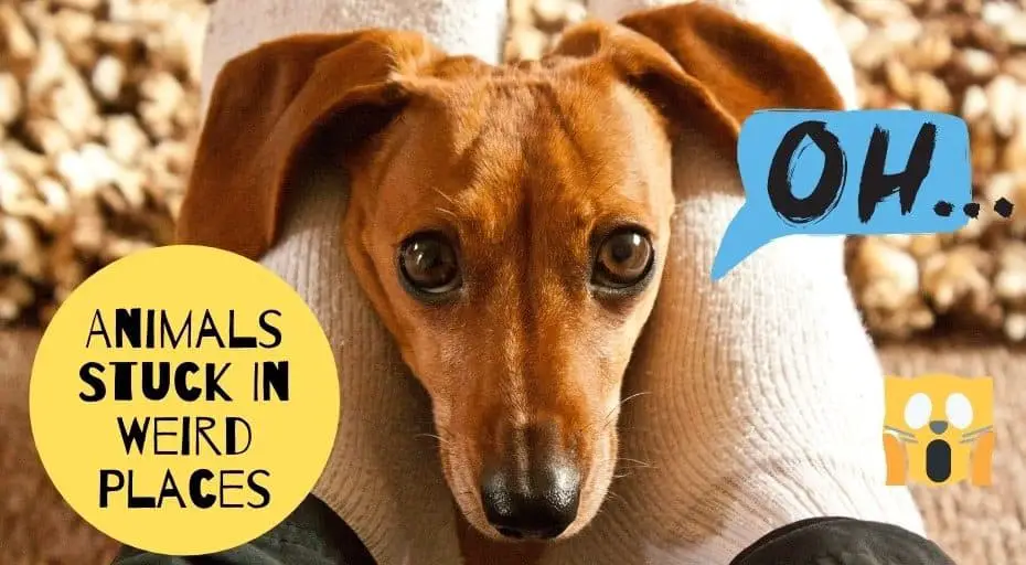 50 Animals Stuck In Weird Places (Oh Boy!) - UntamedAnimals.com