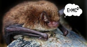 Are Bats Smart? (2022 Update) - UntamedAnimals