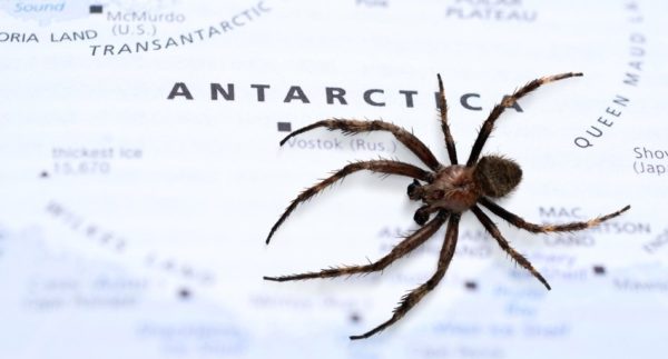 Are There Spiders in Antarctica? - UntamedAnimals