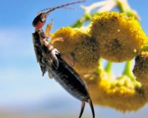 Can Earwigs Fly? (OMG, What??) - UntamedAnimals