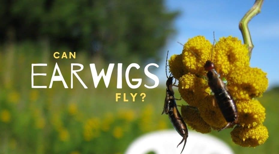Can Earwigs Fly? (OMG, What??) - UntamedAnimals.com