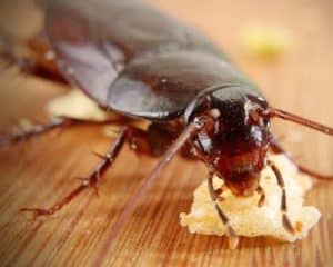 Do People Eat Cockroaches? (And do you??) - UntamedAnimals