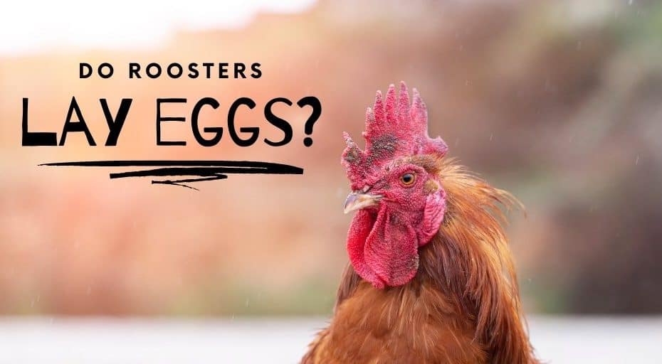Do Roosters Lay Eggs? - UntamedAnimals.com