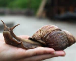 Do Snails Grow Their Shells? - UntamedAnimals