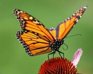 Do People Eat Butterflies? - UntamedAnimals