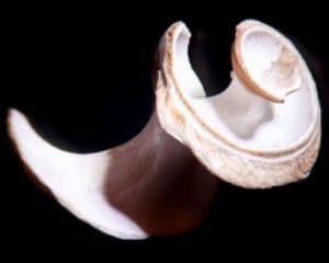 Do Snails Grow Their Shells? - UntamedAnimals