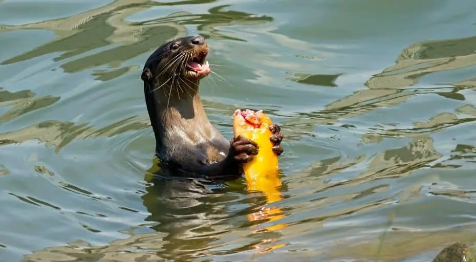 Why Are Animals Always Hungry? - UntamedAnimals.com