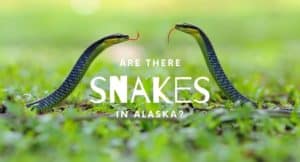 Are There Snakes In Alaska? - UntamedAnimals