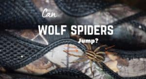 Can Wolf Spiders Jump? (Should You Be Worried?) - UntamedAnimals