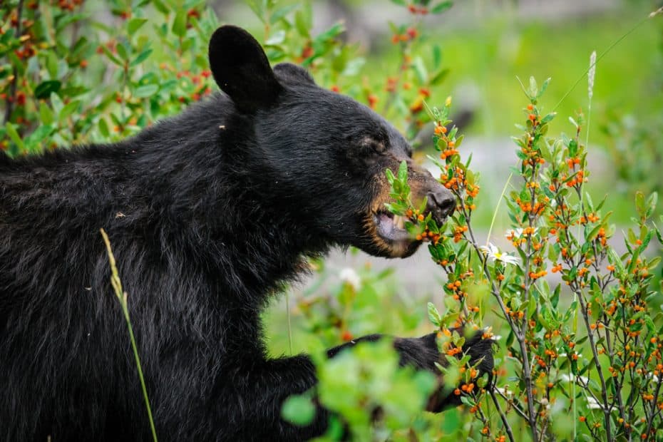 Do Bears Eat Mushrooms? (Here’s What They Do) - UntamedAnimals