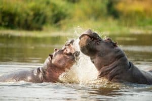 What Animals Can't Swim – 10 Examples with Pictures