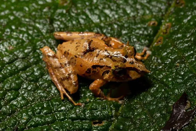 12 Animals with Big Noses (Pictures) - UntamedAnimals