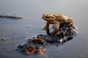 11 Examples of Animals with No Teeth (With Pictures)