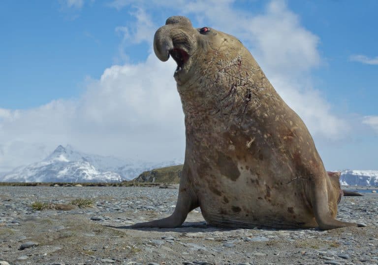 12 Animals with Trunks (With Pictures) - UntamedAnimals