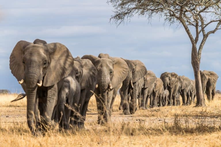 12 Animals with Trunks (With Pictures) - UntamedAnimals