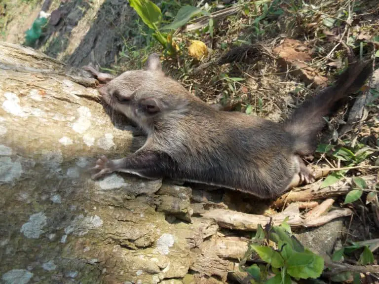 8 Types of Squirrels in Texas (with Pictures) - UntamedAnimals