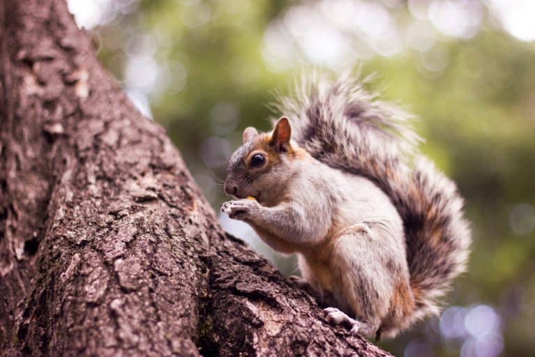 7 Types of Squirrels in Florida (with Pictures) - UntamedAnimals