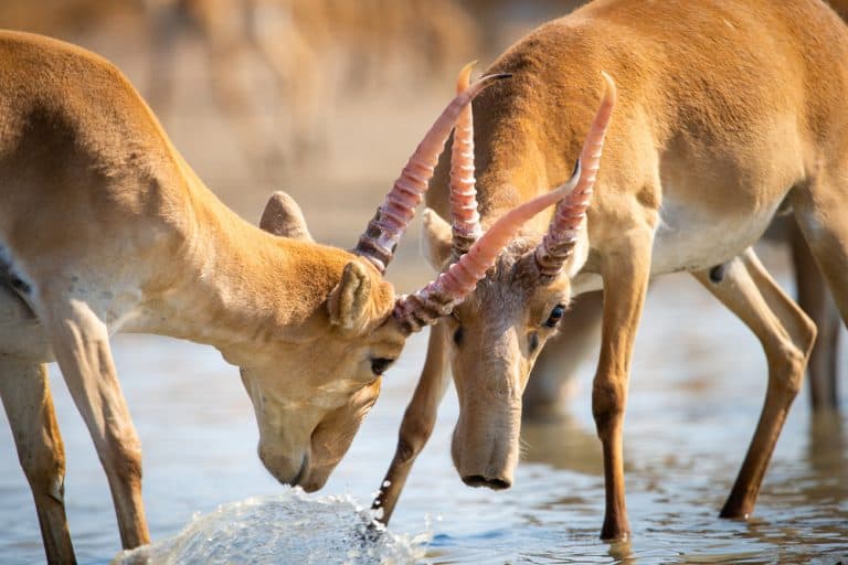 12 Animals with Trunks (With Pictures) - UntamedAnimals