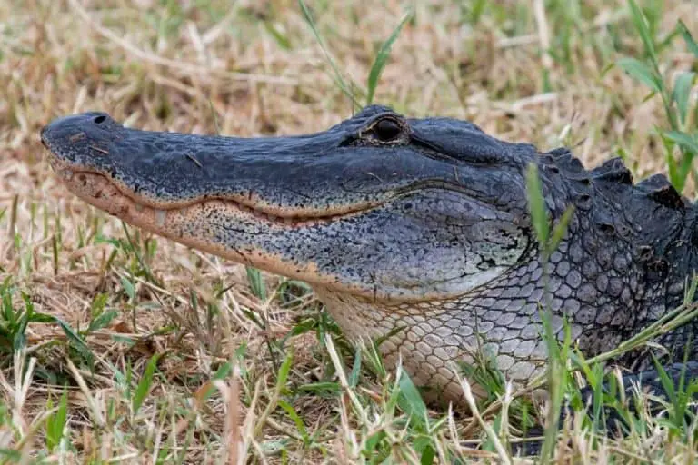 Can Alligators Be Tamed? (No! 3 Reasons Why)
