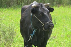 19 Common Black Cow Breeds (The Ultimate Guide)
