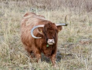 25 Stunning Brown Cow Breeds (The Ultimate Guide)