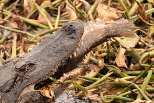 Alligator: Habitat, Diet, Behavior & More (Species Overview)