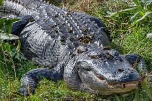 Alligator: Habitat, Diet, Behavior & More (Species Overview)