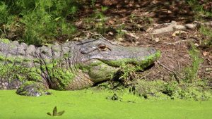 Alligator: Habitat, Diet, Behavior & More (Species Overview)