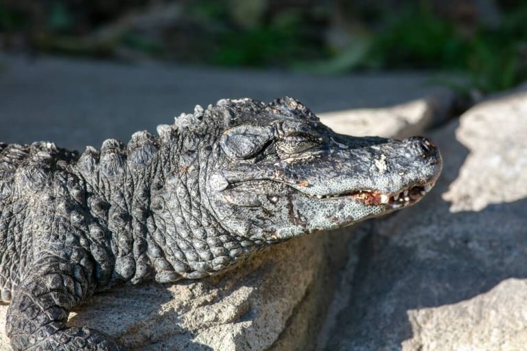 Alligator: Habitat, Diet, Behavior & More (Species Overview)